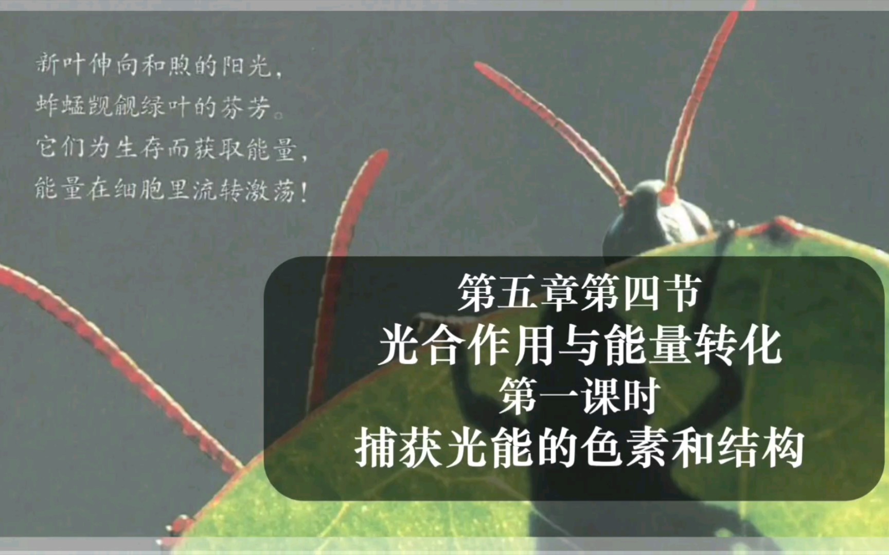 捕获光能的色素和结构