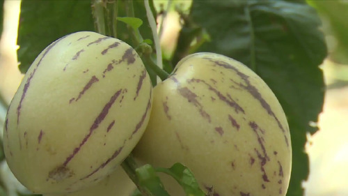 人参果竟能抗衰老防癌?揭秘它不为人知的七大神奇功效!