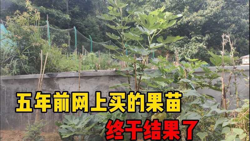 五年前网上买的无花果终于结果了,可为什么就结了两颗果