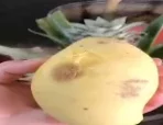 家庭盆栽种植芒果,你学会了吗?