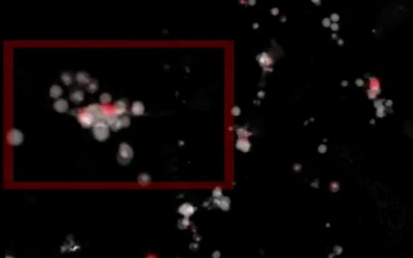 ߤ�嘘~巨噬细胞在打扫卫生.