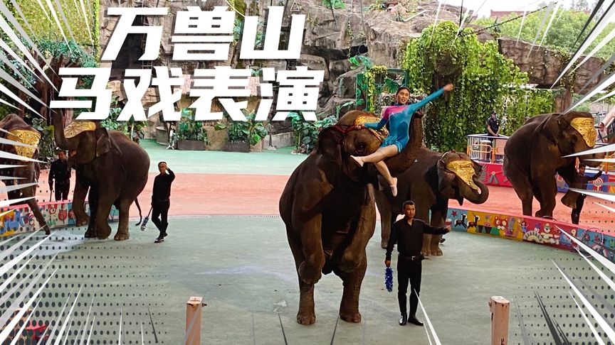 上海野生动物园,动物表演的节目很精彩,观赏过程很安全