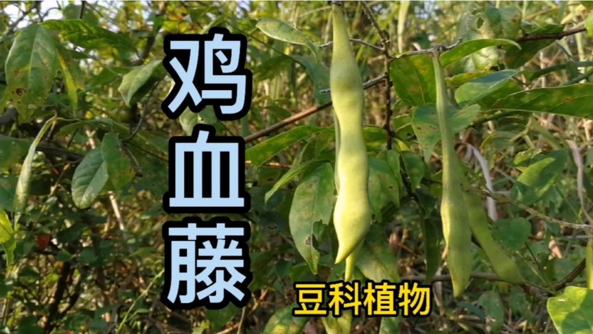 鸡血藤,野生鸡血藤,补血行血,通经活络,它可不是蔬菜扁豆啊