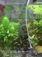 鱼缸停电怕鱼缺氧?虹吸原理制作“增氧泵”,停电再久也不怕