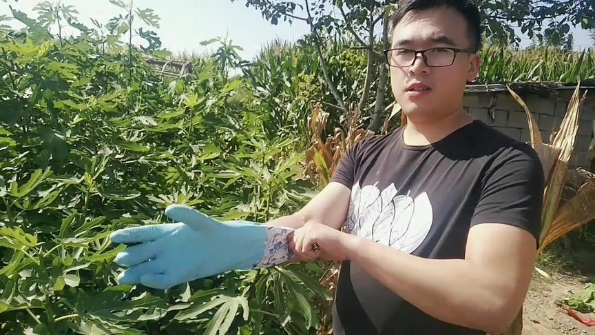 小伙现摘无花果,制作成茶,口腔溃疡喝几次就好,还有什么功效