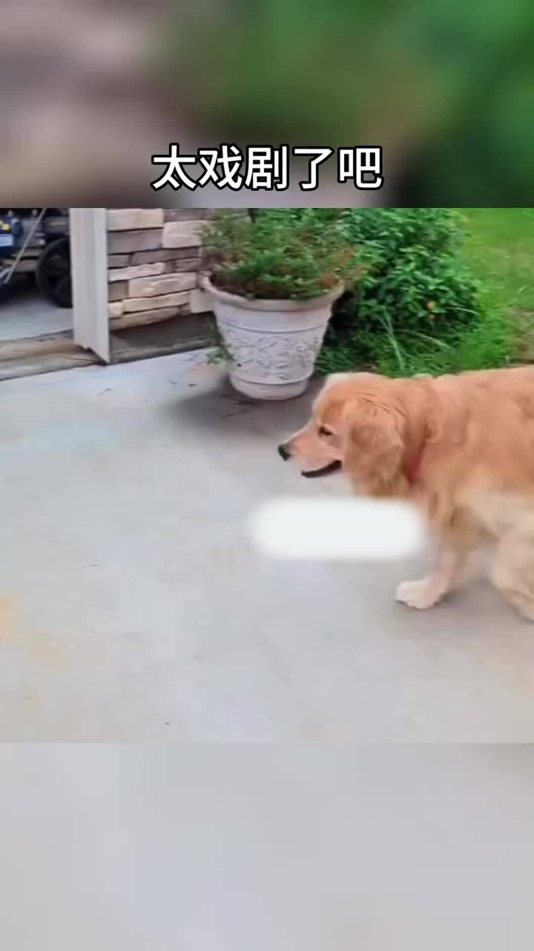 倆一模一样小狗对上来,会发生什么事呢?