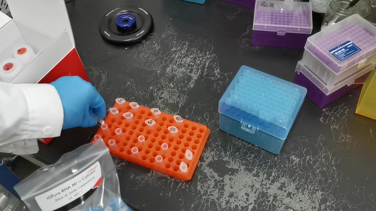 试剂盒提取RNA-实操-11安装过滤柱