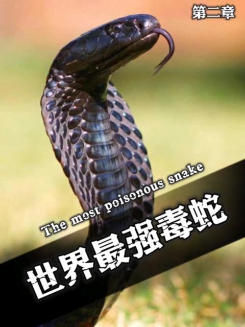世界上最强的毒蛇,黑曼巴蛇,太攀蛇