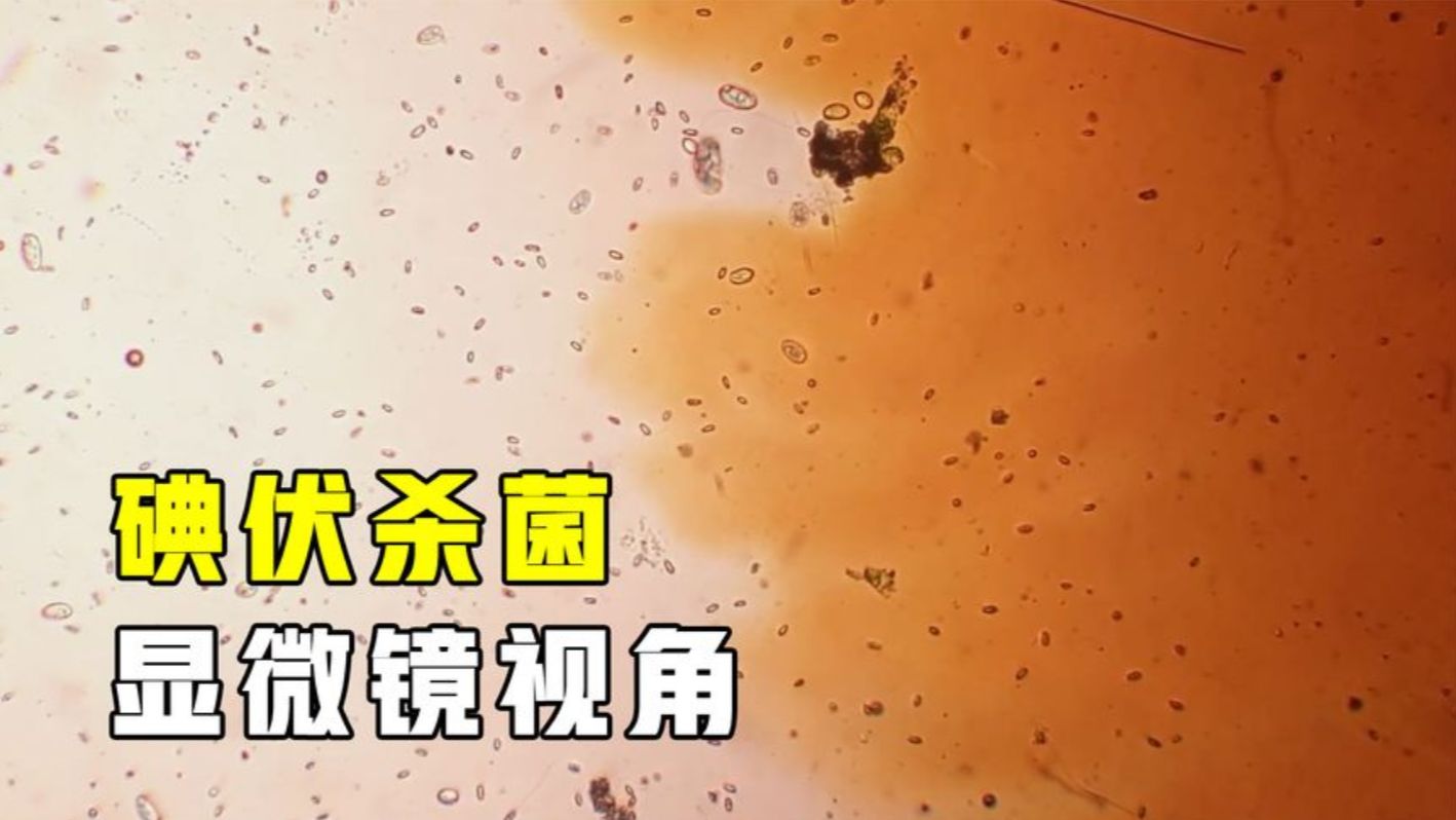 碘伏是如何杀菌的?显微镜下演示微观视角,画面难得一见 用硫酸钾和...