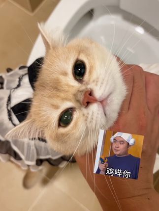 再乱喝水就鸡哔你!!得亏有宠咕咕完美解决饮水问题哈基米宠咕咕猫咪...