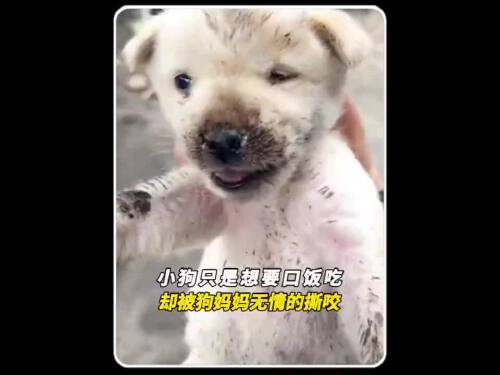 小狗只是想要口饭吃,却被狗妈妈无情的撕咬