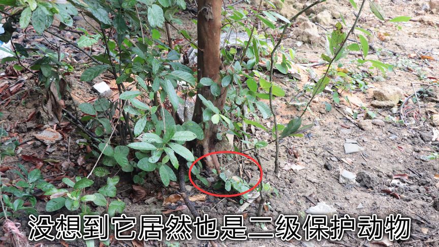 小伙挖蚯蚓时捡只鸟,没想到它是“二级保护动物”,有认识的吗?
