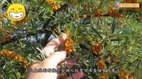 活了30年才知道,农村山上的沙棘果用途如此神奇,能省很多钱