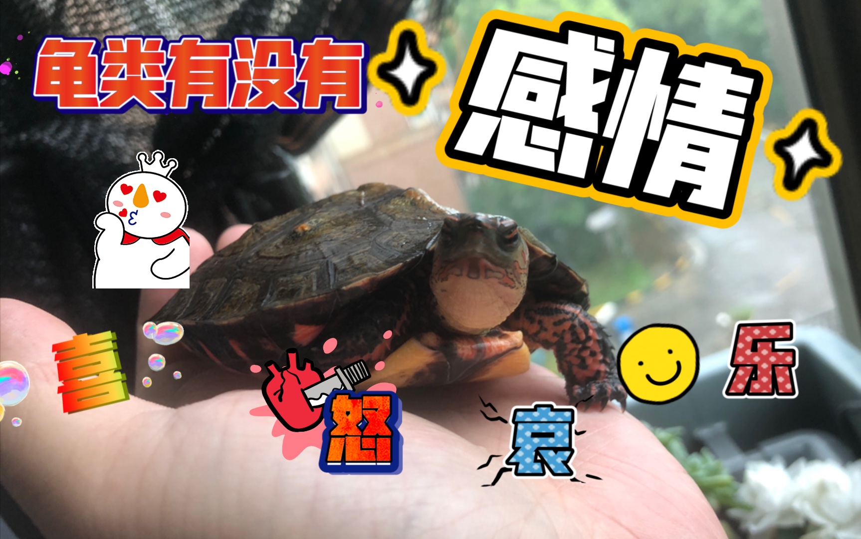 [科普]龟有没有感情!?能不能认识主人?