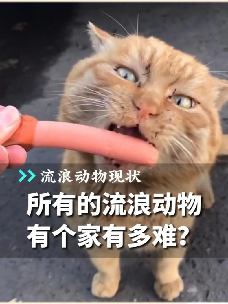 流浪动物,难道天生就该生活在阴暗的角落?