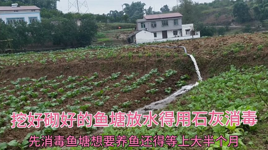 挖好砌好的鱼塘,放水养鱼还得先用石灰消毒,第一次听说照做
