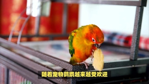 鹦鹉也能学方言?最新语言训练APP带来趣味教学体验