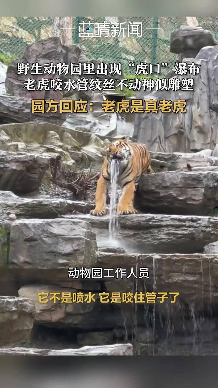 野生动物园里出现"虎口"瀑布,老虎咬水管纹丝不动神似雕塑。园方回应...