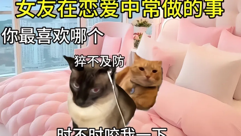 女友在恋爱中常做的事 猫咪表情包 谁能拒绝傻憨憨的小猫咪