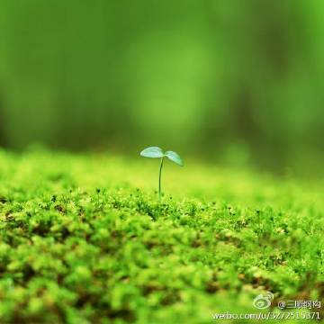 成长的小绿芽 