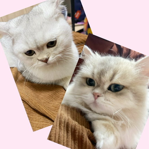 官官ZJ 