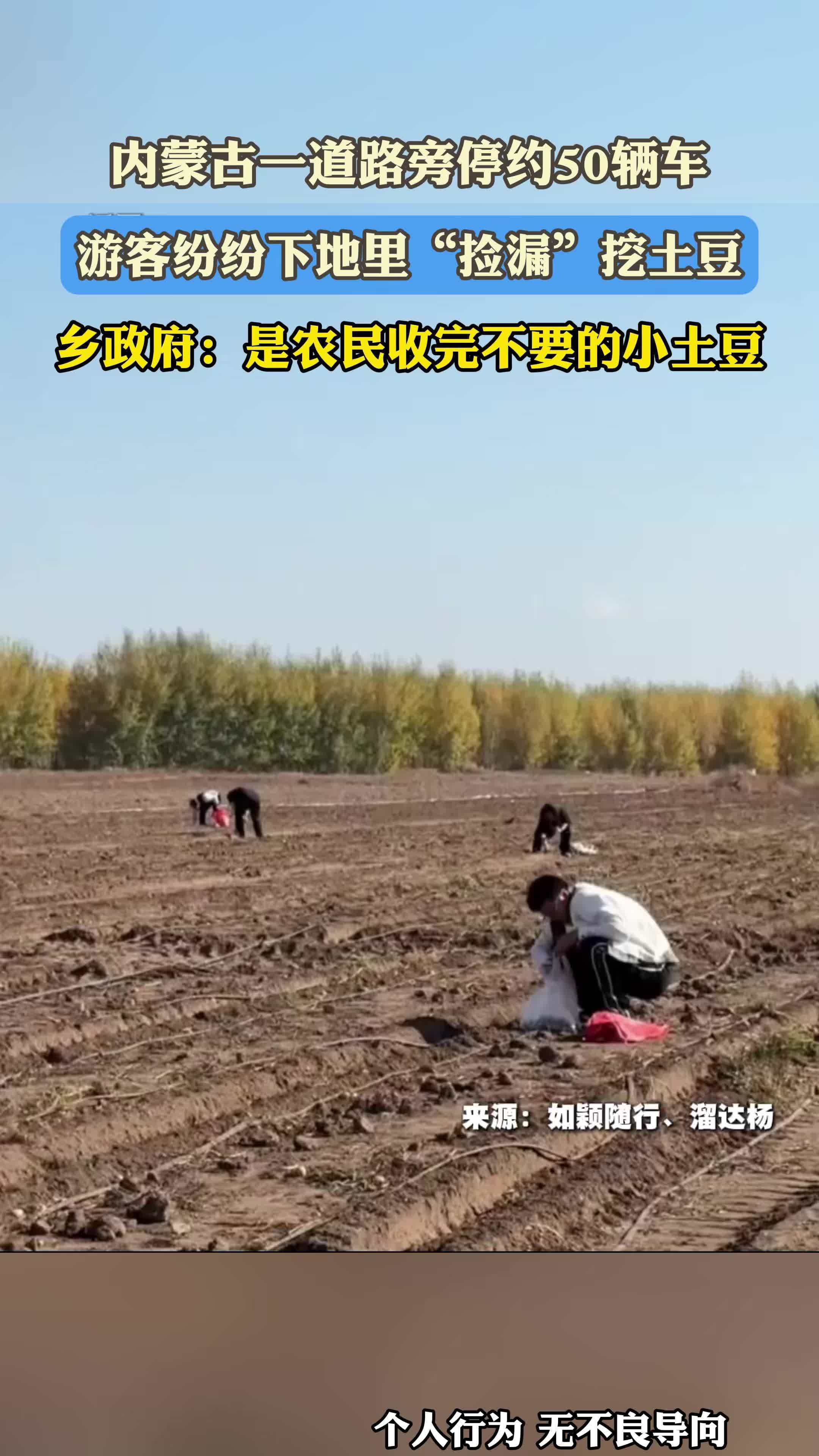 内蒙古一道路旁停约50辆车,游客纷纷下地里"捡漏"挖土豆