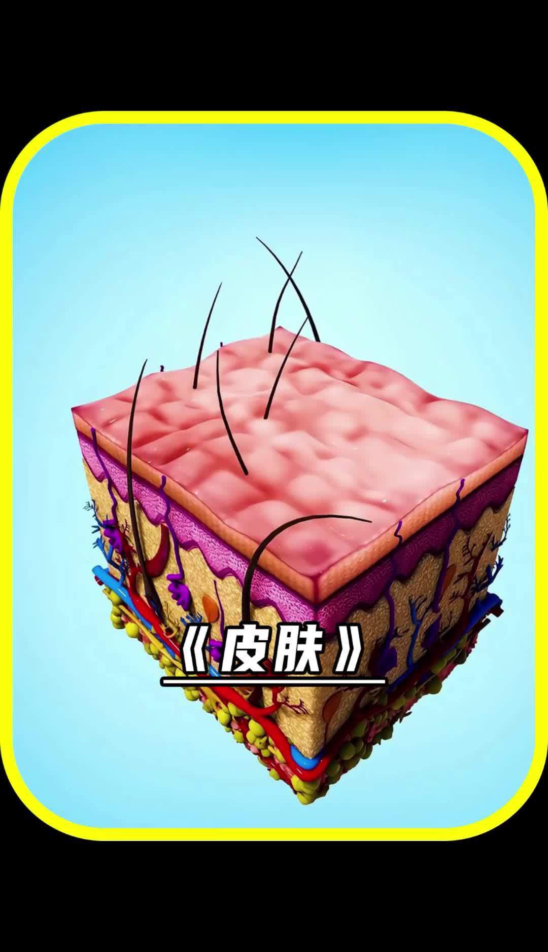 人体皮肤究竟是什么构造?