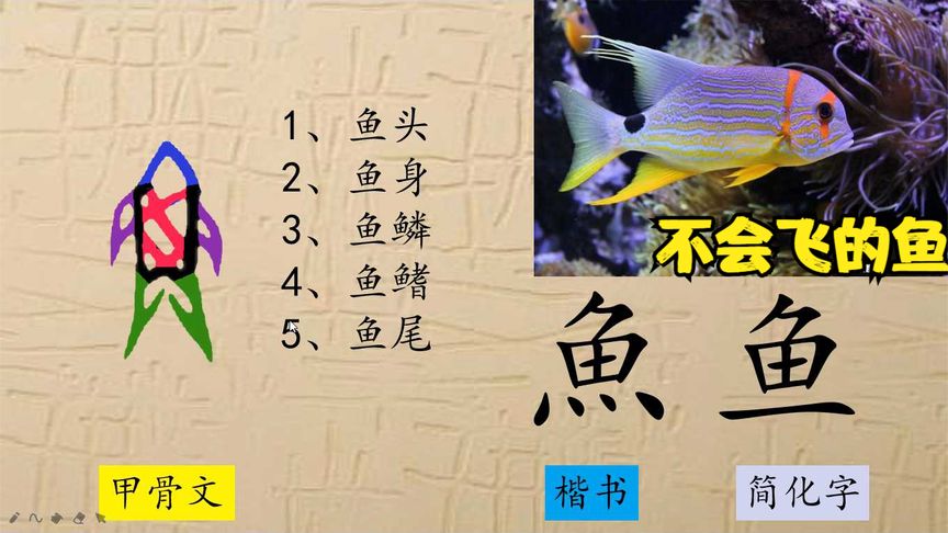 9、鱼,趣味识字,汉字演变,笔画描色法,详解汉字,汉字文化