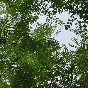 方欢欣耳鼻喉 