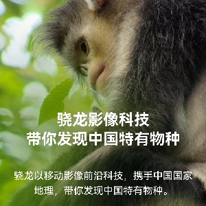 友黑惨 