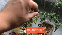 室内阳台种植小西红柿失败了,六个月时间为啥只开花不结果?
