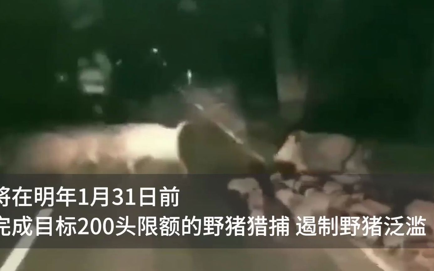 ...多地野猪泛滥 猪仔排队过马路 网友直呼开眼:专家重申禁食野生动物】