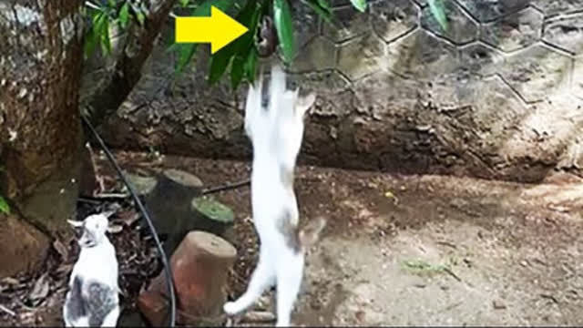 猫咪抓老鼠,看准目标直接下手,速度快准狠,镜头拍下精彩瞬间!