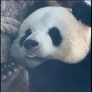 小明有人找 