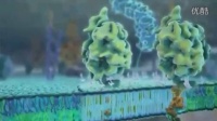 细胞膜的流动模型0111