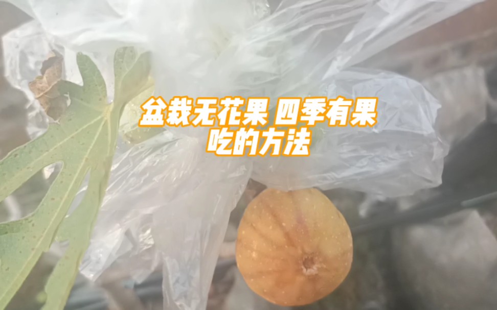 盆栽无花果 四季有果吃的方法