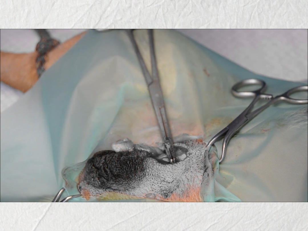 公犬去势手术案例,宜慧康动物外科器械,宠物彩超生产厂家,实验鼠用...