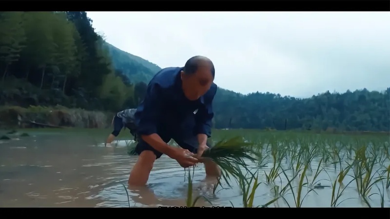 啥是现代农业,传统农业和现代农业有什么区别