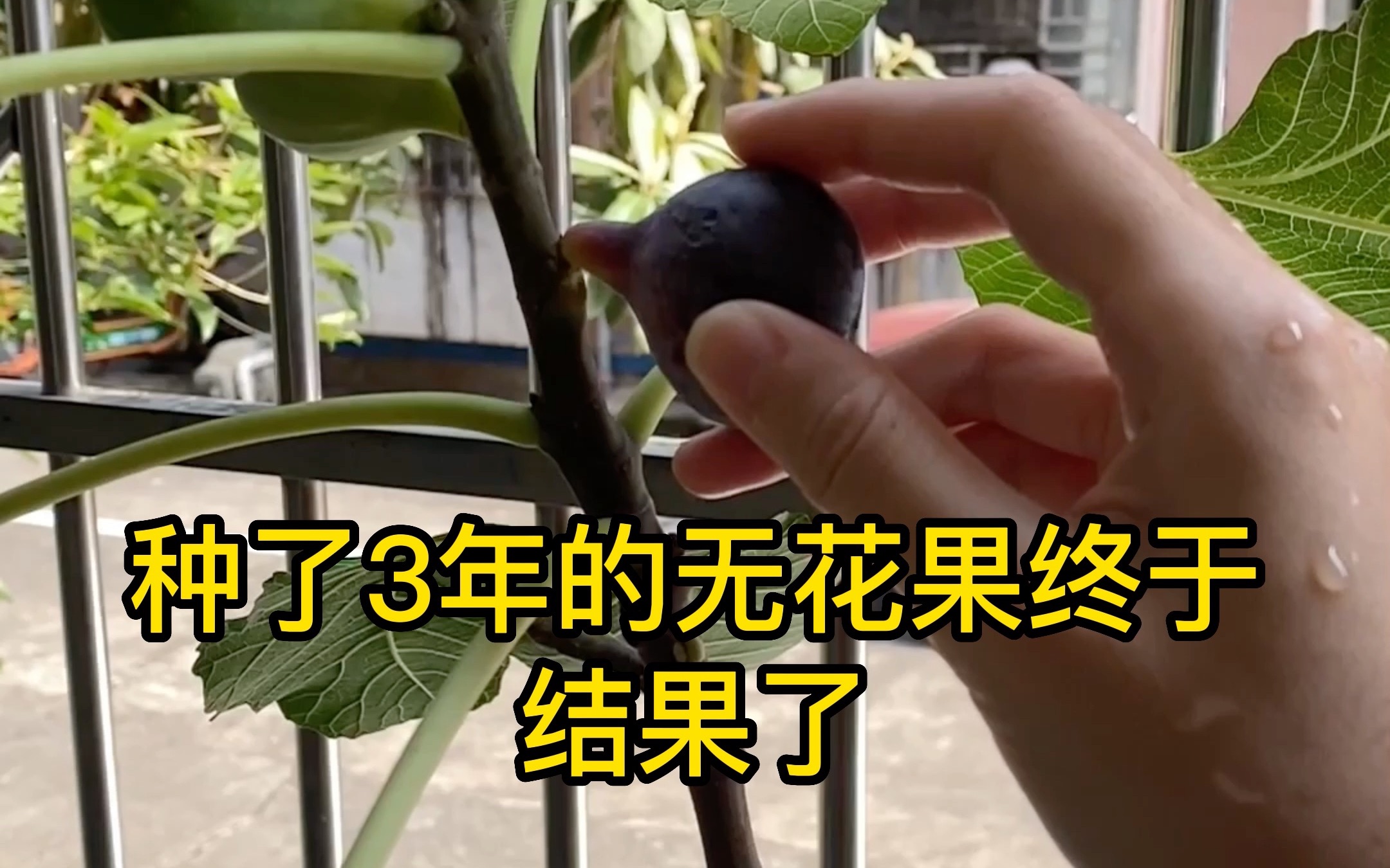 种了3年的无花果终于结果了,看看是个啥