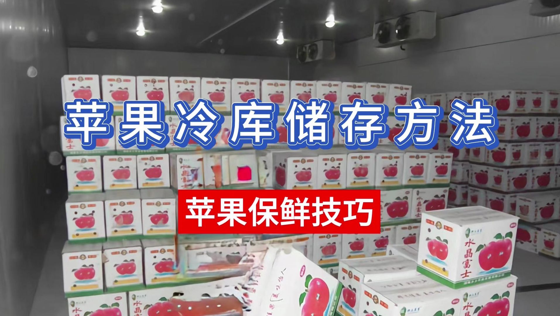 苹果冷库储存一年方法,这是什么黑科技?