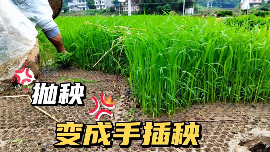 百亩水稻第一次抛秧种植失效,浅谈传统水稻种植的不利因素。