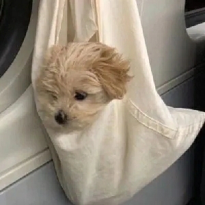 嗷呜一口草莓脆 
