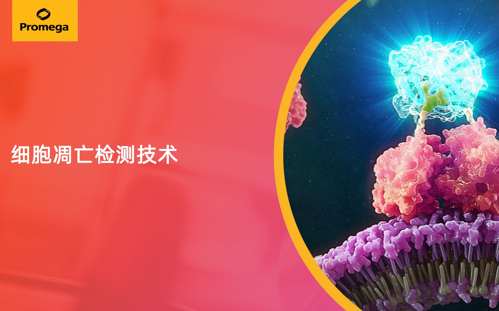 细胞凋亡检测技术