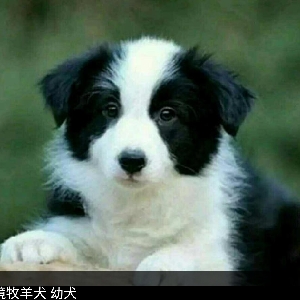 每天萌你一脸 