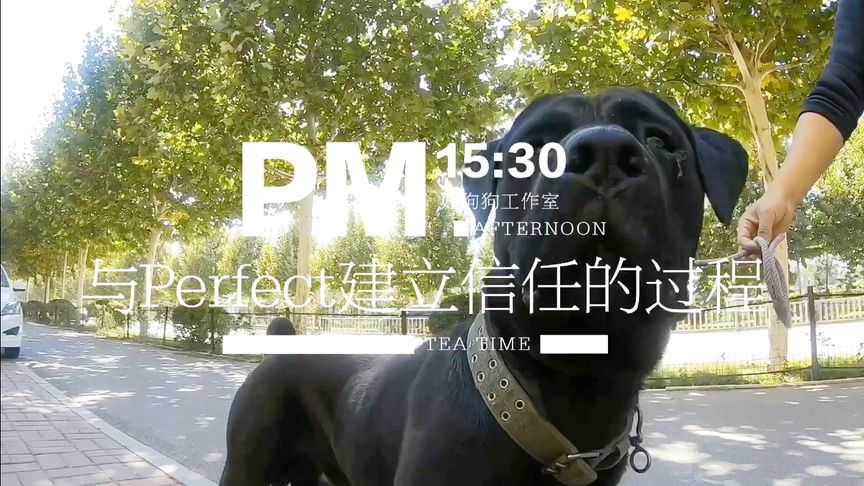 「好狗狗」如何与一只陌生狗狗建立信任