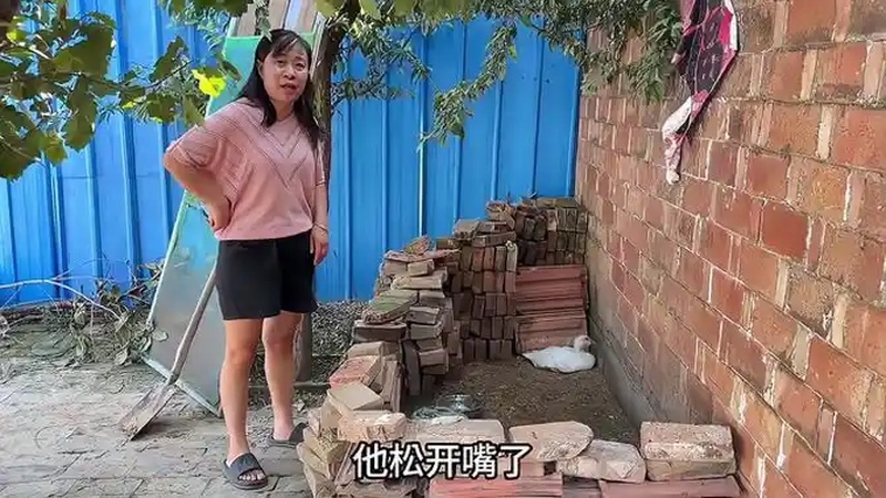 想想就后怕,院里闯进来两只狗把鹅咬死了,要是咬到孩子咋办呀