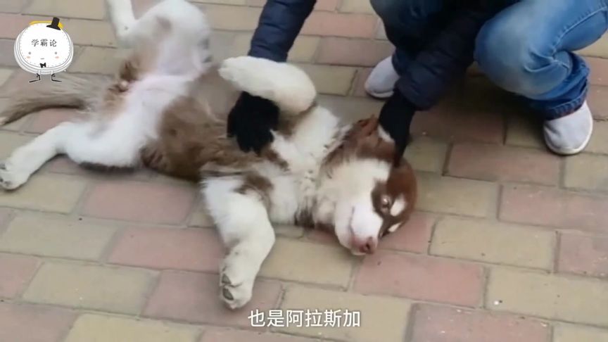 大学老师办狗狗学校,每天学费100元