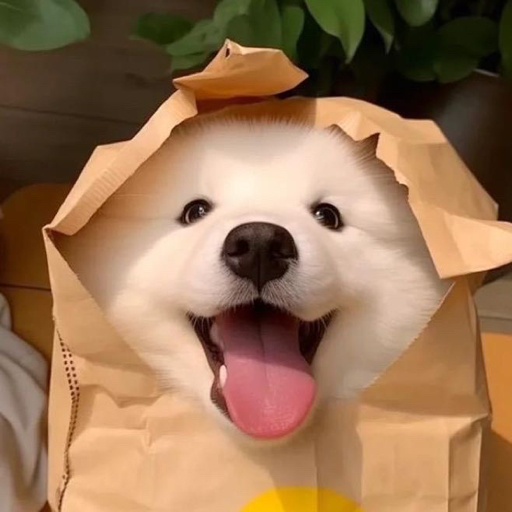 小苏不是小酥饼 