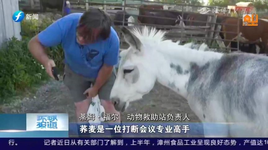 加拿大:视频会议太无聊,租头驴开会添笑料!|环球报道