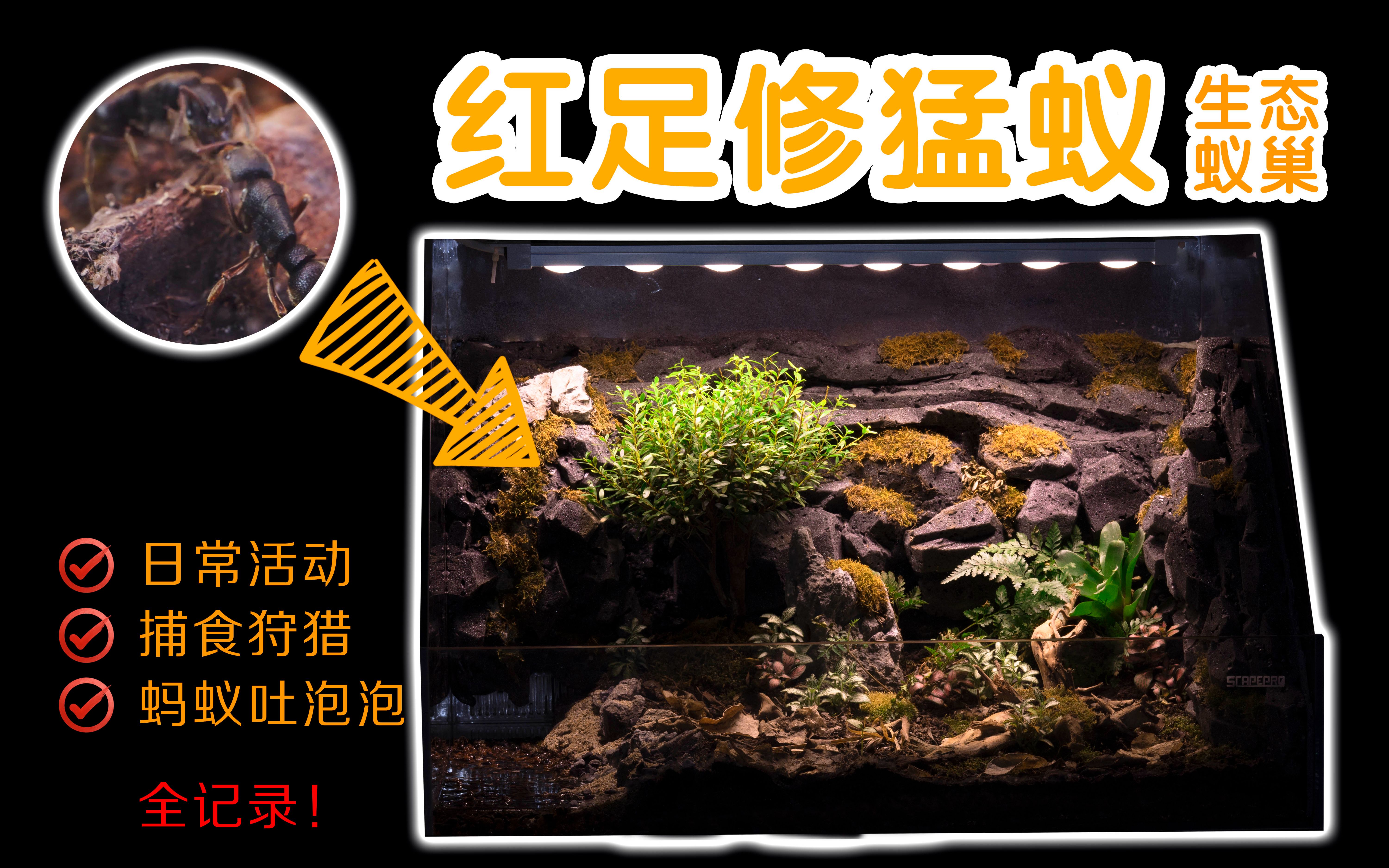 ...蚂蚁AntsChina|蚂蚁也能吐泡泡?中国大型蚂蚁“红足修猛蚁”观察记录